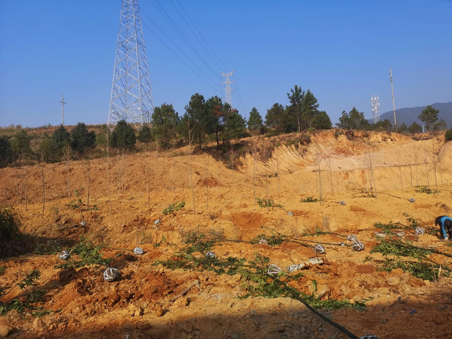 2024年植树减排炎陵县荒山绿化项目启动 - 易格斯官网