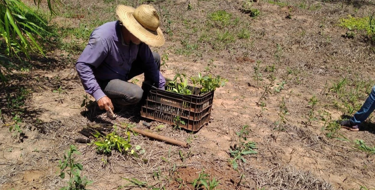 全球植树造林项目 - 易格斯官网